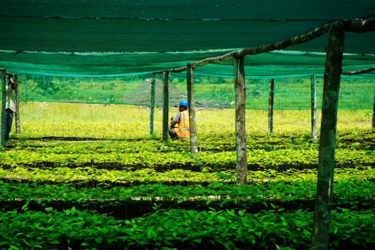 Galoa Station Leads the Way in Empowering Women Landowners – Fiji ...